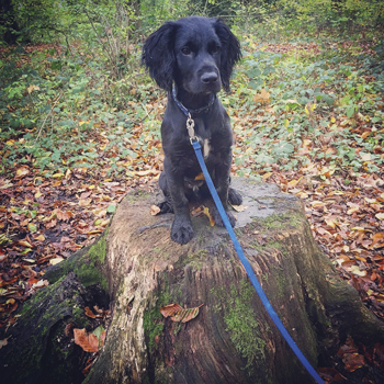 New Member of Staff at BSCS has Four Legs not Two! - Bradley Stoke Matters